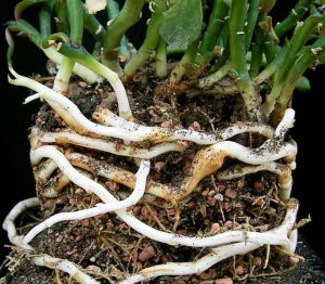 Yucca Root System – StudiousGuy