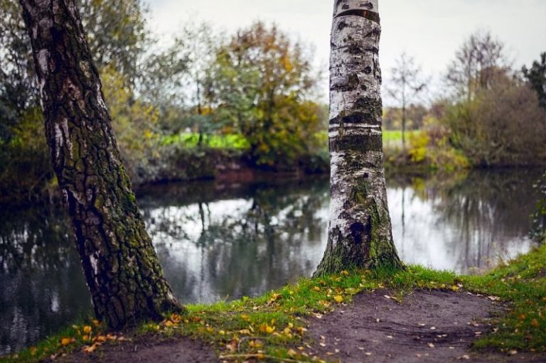 River Birch Tree Root System – StudiousGuy