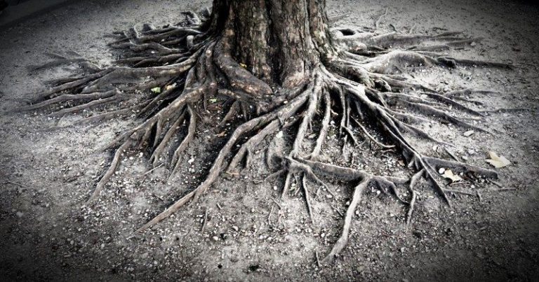 River Birch Tree Root System – StudiousGuy