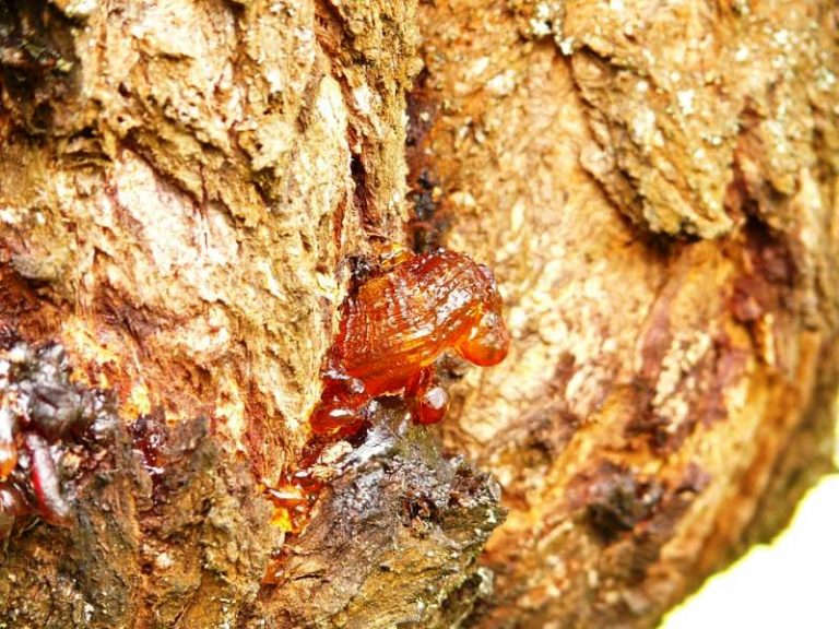 Dragon Tree Root System – StudiousGuy