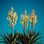 Root System of Palm Trees – StudiousGuy