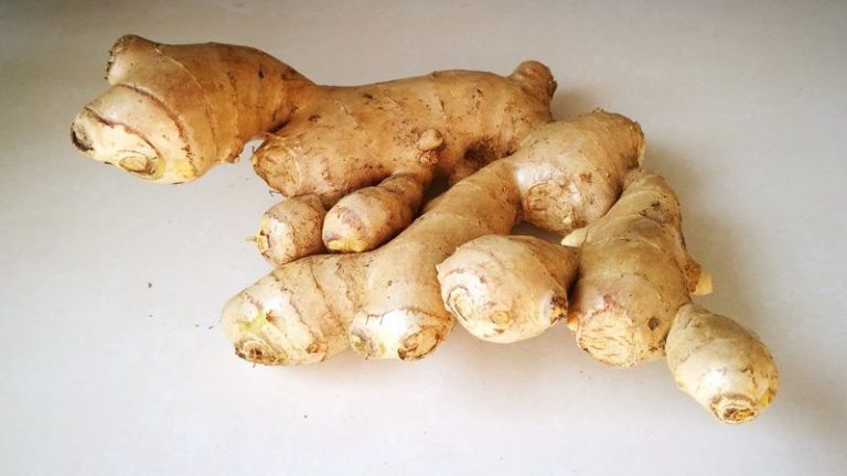 Rhizome: Definition, Examples – StudiousGuy