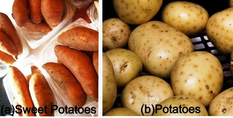 Analogous Organs: Definition, Examples – StudiousGuy