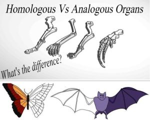 Difference Between Analogous and Homologous Organs – StudiousGuy