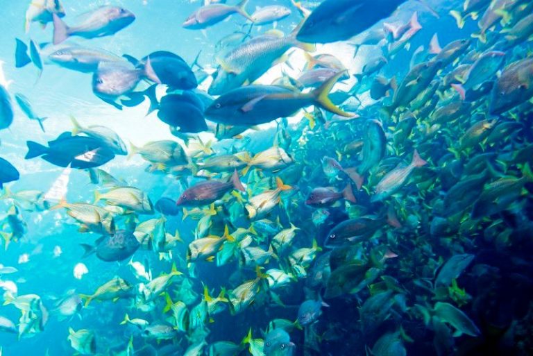 Osteichthyes: Definition, Characteristics, Examples – StudiousGuy