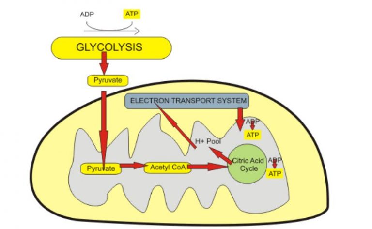 Mitochondria: Structure, Functions and Diagram – StudiousGuy Mitochondria: Structure, Functions and Diagram – StudiousGuy