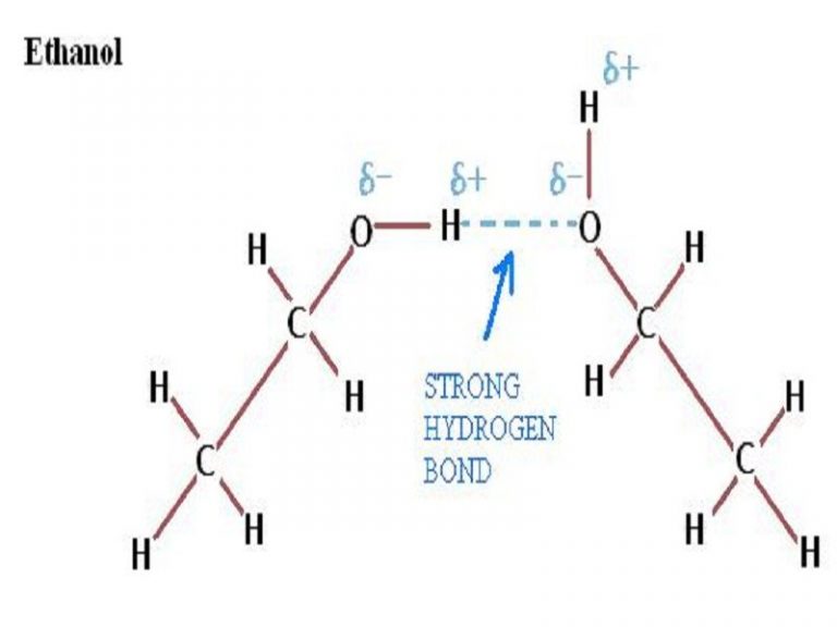 9 Hydrogen Bond Examples in Real Life – StudiousGuy