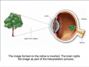 8 Examples of Convex Lens Uses in Daily Life – StudiousGuy