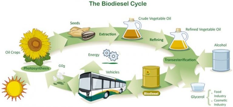 Biotechnology Examples in Everyday Life – StudiousGuy
