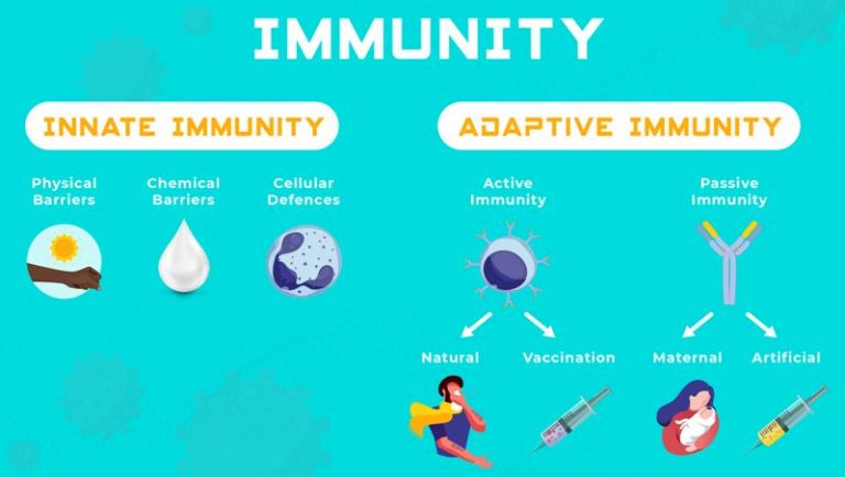 Immunity: Definition, Types, and Examples – StudiousGuy