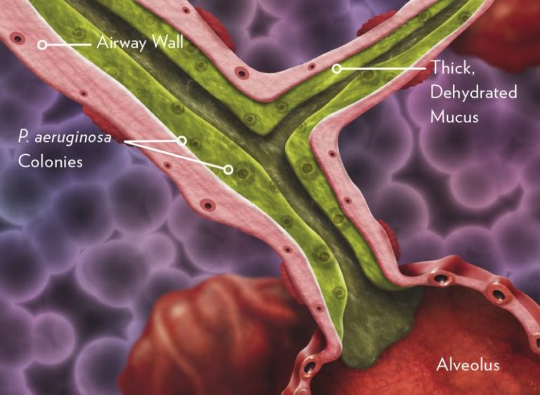 Immunity: Definition, Types, and Examples – StudiousGuy