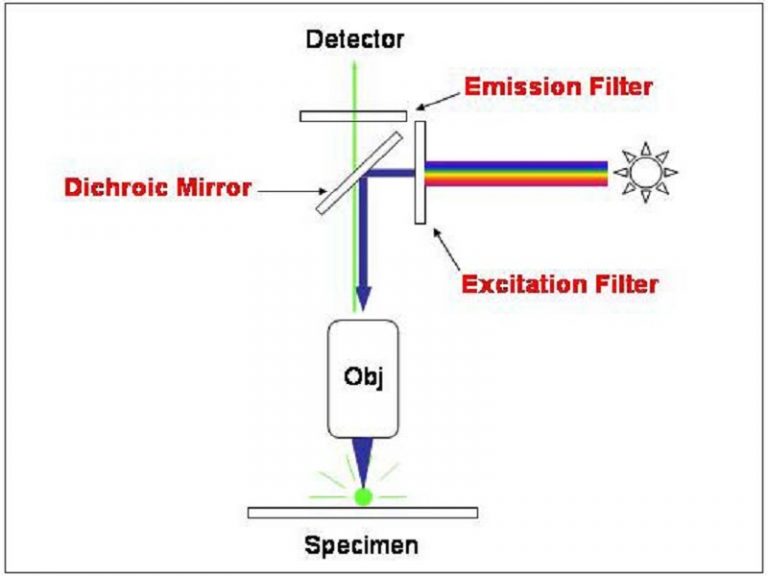 Fluorescence Microscope Working Principle – StudiousGuy Fluorescence Microscope Working Principle – StudiousGuy