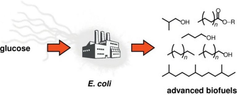 Escherichia coli (E. coli) Types and Uses in Biotechnology – StudiousGuy