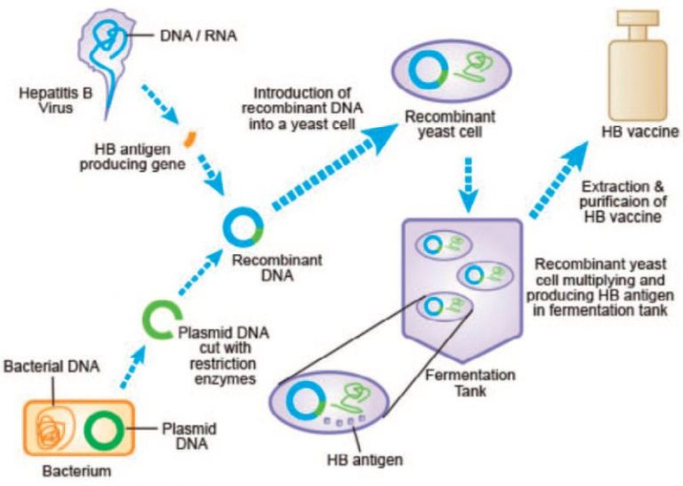 Escherichia coli (E. coli) Types and Uses in Biotechnology – StudiousGuy