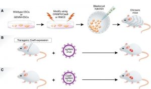 7 Examples of Multicellular Organisms as Research Models in ...