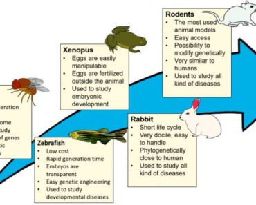 Biotechnology Examples in Everyday Life – StudiousGuy