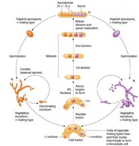 Neurospora Characteristics and Uses in Biotechnology – StudiousGuy