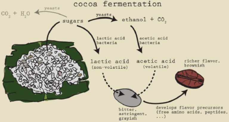 Saccharomyces cerevisiae in Biological Research and its Applications ...