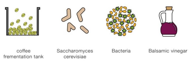 Saccharomyces cerevisiae in Biological Research and its Applications ...