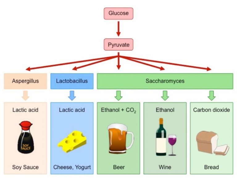 Saccharomyces cerevisiae in Biological Research and its Applications ...