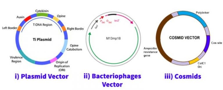 Escherichia coli (E. coli) Types and Uses in Biotechnology – StudiousGuy