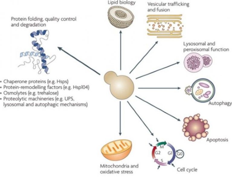 Saccharomyces cerevisiae in Biological Research and its Applications ...