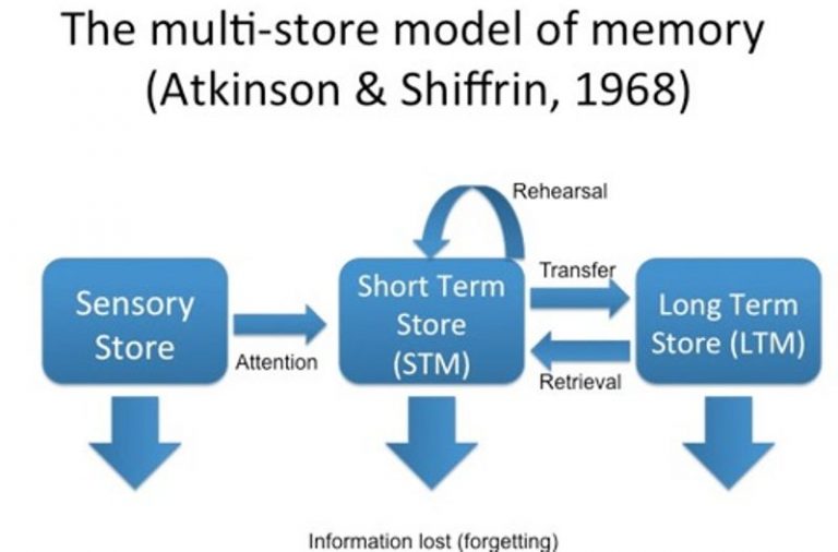 11 Serial Position Effect Examples in Real Life – StudiousGuy