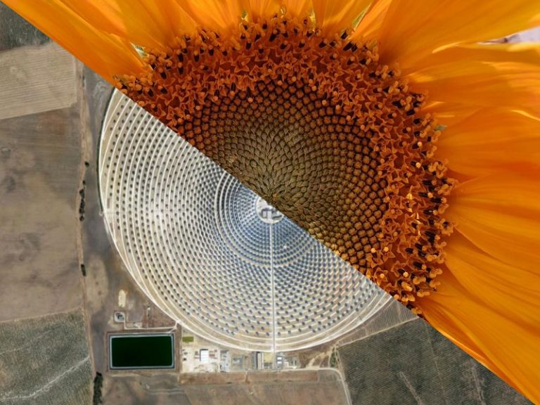 Biomimicry Examples in Daily Life – StudiousGuy