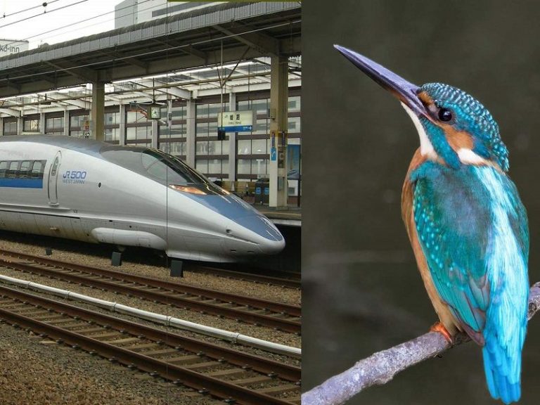 Biomimicry Examples in Daily Life – StudiousGuy