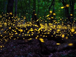 Cold Sources of Light Examples in Daily Life – StudiousGuy