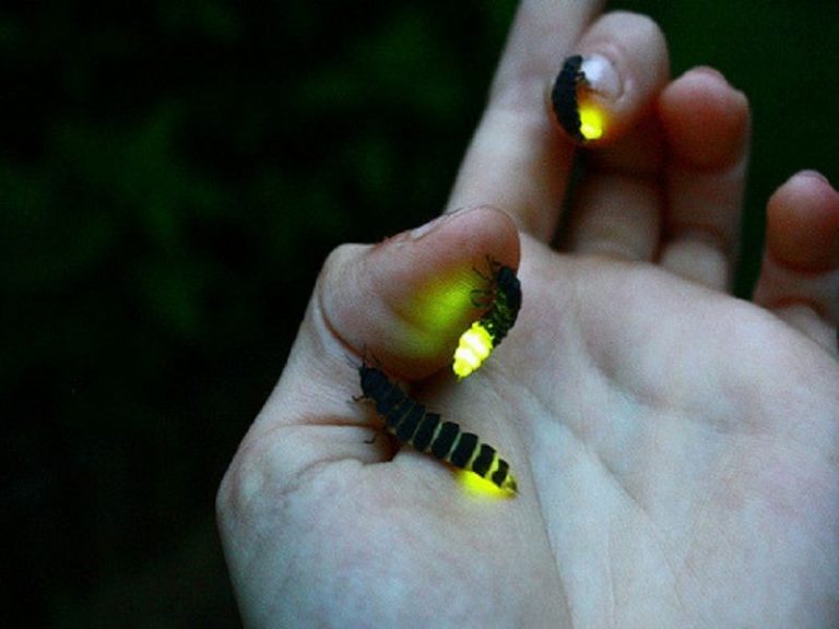 Natural Sources of Light Examples in Daily Life – StudiousGuy