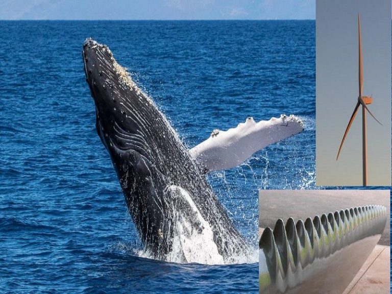 Biomimicry Examples in Daily Life – StudiousGuy