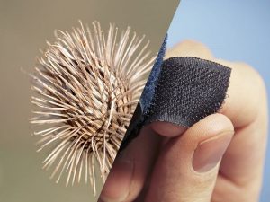 Biomimicry Examples in Daily Life – StudiousGuy