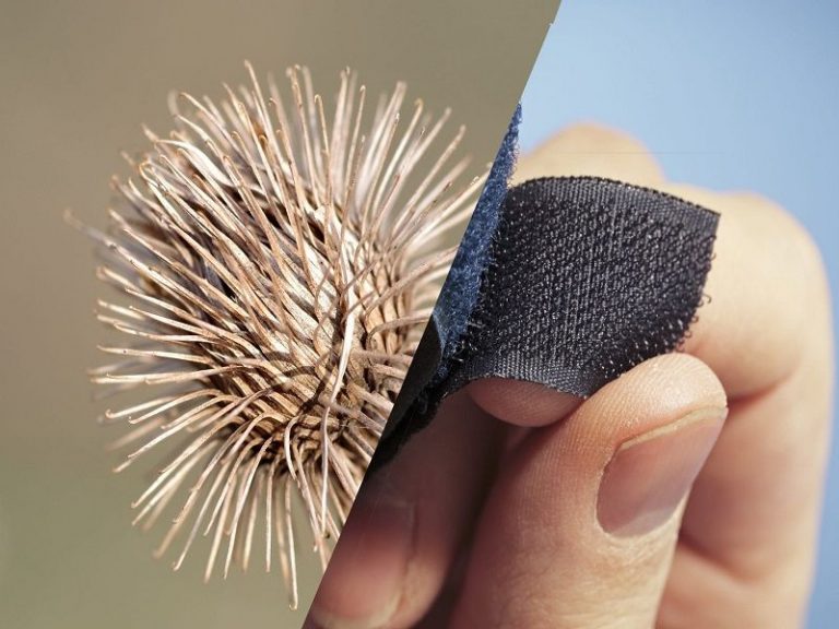 Biomimicry Examples in Daily Life – StudiousGuy