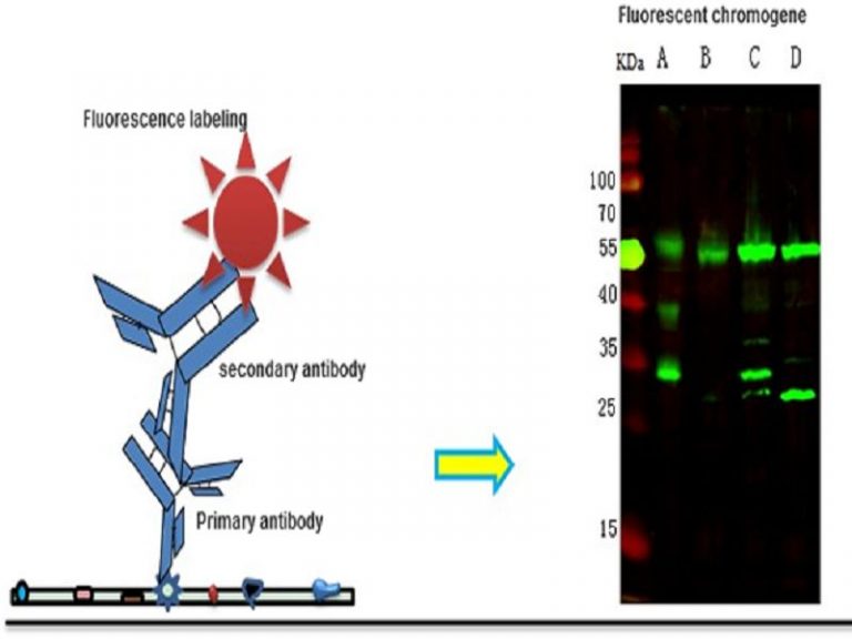 Chemiluminescence Examples in Daily Life – StudiousGuy