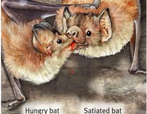 22 Altruism Examples in Animals – StudiousGuy