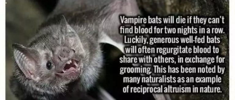 Altruism in Psychology: Explained with Examples – StudiousGuy