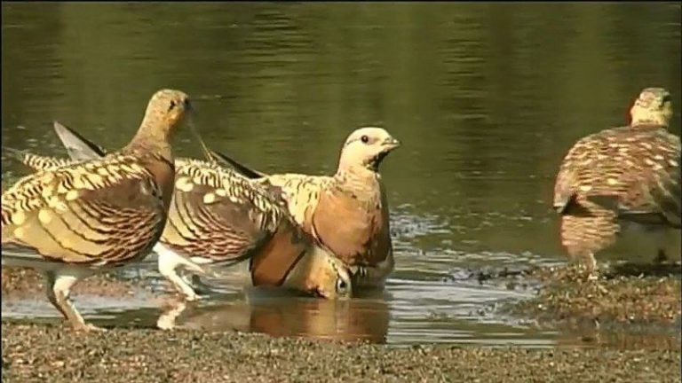 12 Altruism Examples in Real Life – StudiousGuy