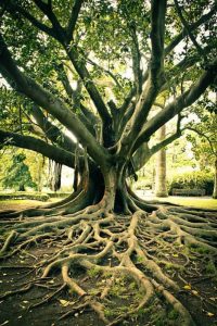 Aerial Roots Examples – StudiousGuy