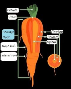 Modified roots examples – StudiousGuy