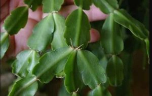 Aerial Roots Examples – StudiousGuy