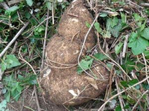 Storage Roots Examples – StudiousGuy