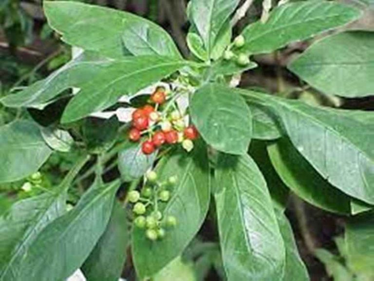 Storage Roots Examples – StudiousGuy