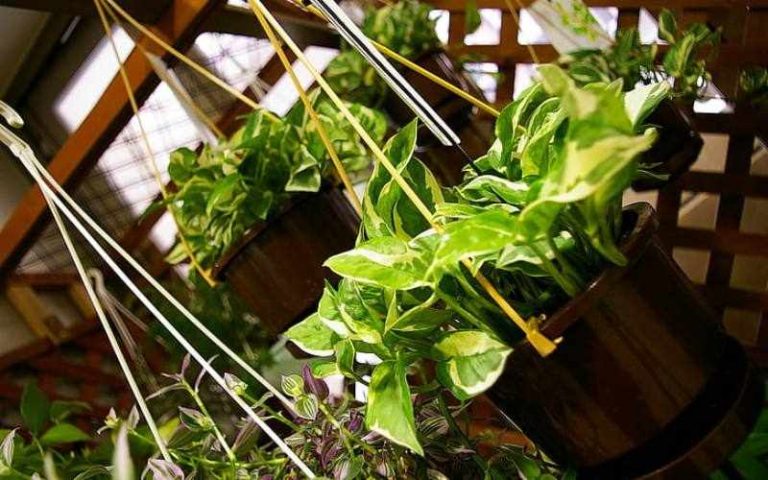 Aerial Roots Examples – StudiousGuy