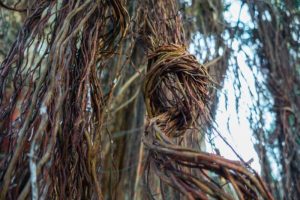 Prop Roots Examples – StudiousGuy