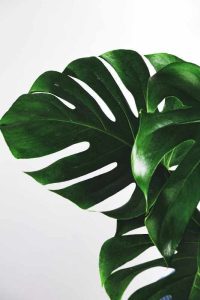 Aerial Roots Examples – StudiousGuy