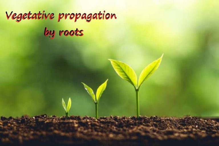 Vegetative Propagation by Roots Examples – StudiousGuy