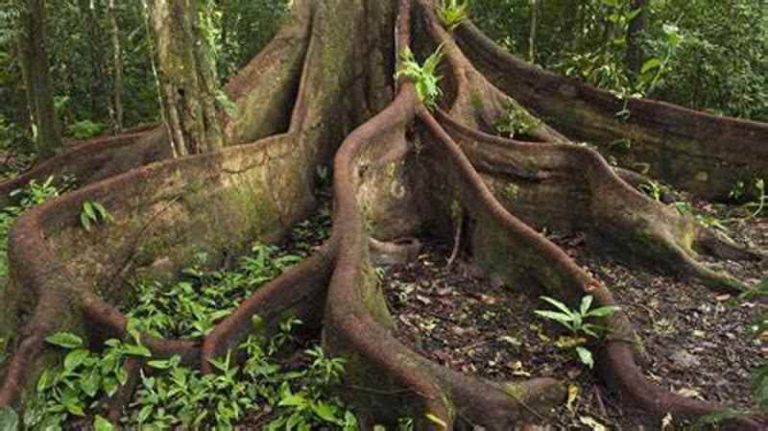 Buttress roots examples – StudiousGuy