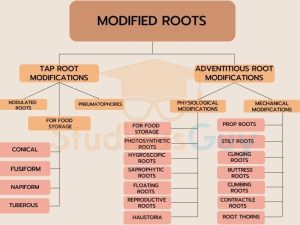 Modified roots examples – StudiousGuy