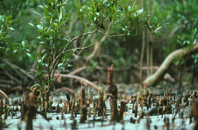 Pneumatophores examples – StudiousGuy